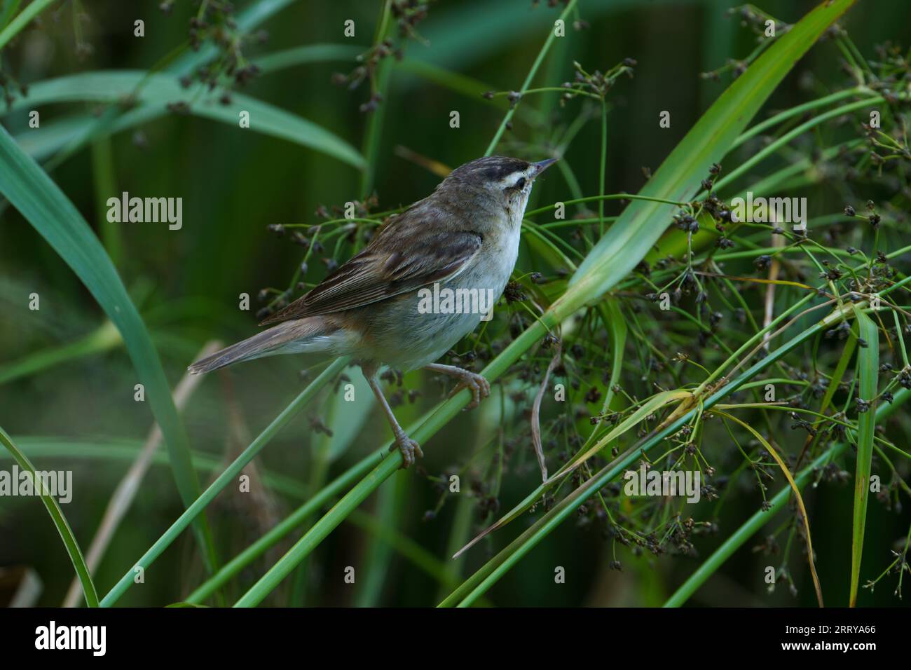 Acrocephalus schoenobaenus Family Acrocephalidae Genus Acrocephalus ...
