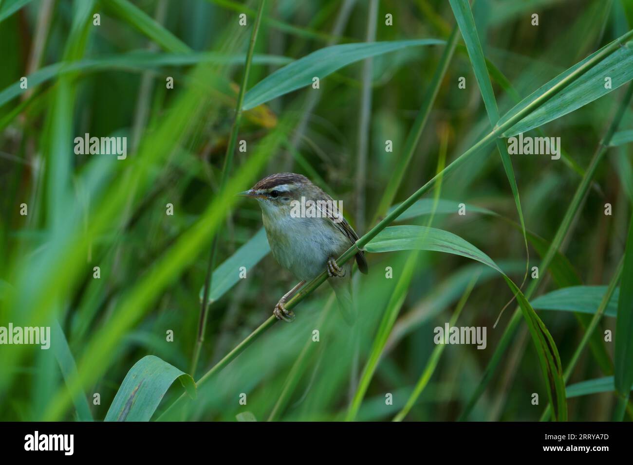 Acrocephalus schoenobaenus Family Acrocephalidae Genus Acrocephalus Sedge warbler Old World ...
