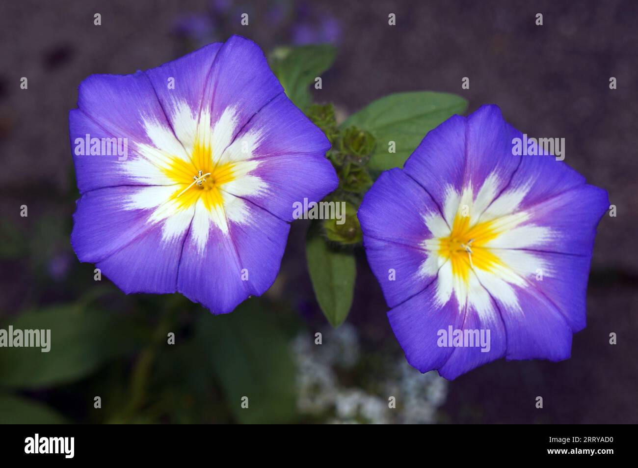Die Ackerwinde (Convolvulus arvensis Stock Photo - Alamy