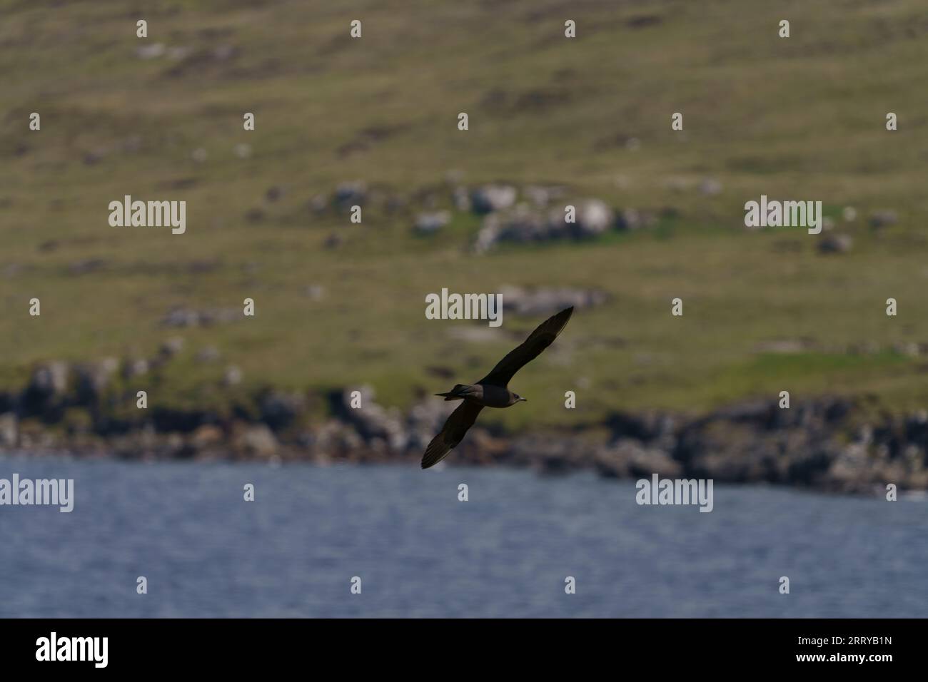 Stercorarius parasiticus Family Stercorariidae Genus Stercorarius ...