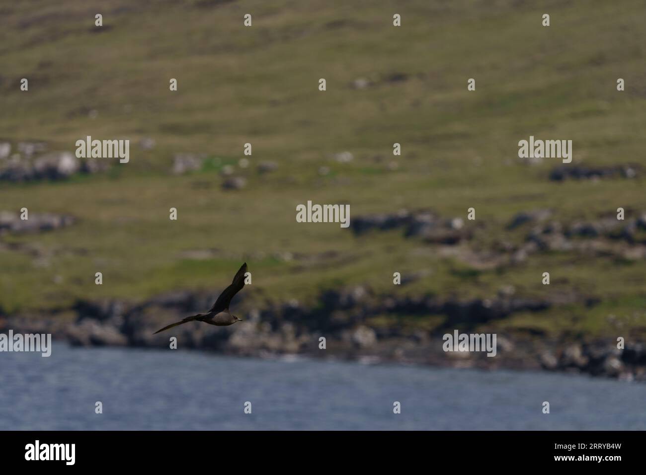 Stercorarius parasiticus Family Stercorariidae Genus Stercorarius ...