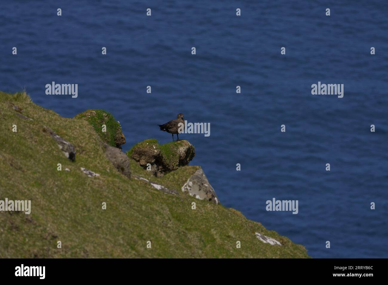 Stercorarius skua Family Stercorariidae Genus Stercorarius Great skua ...