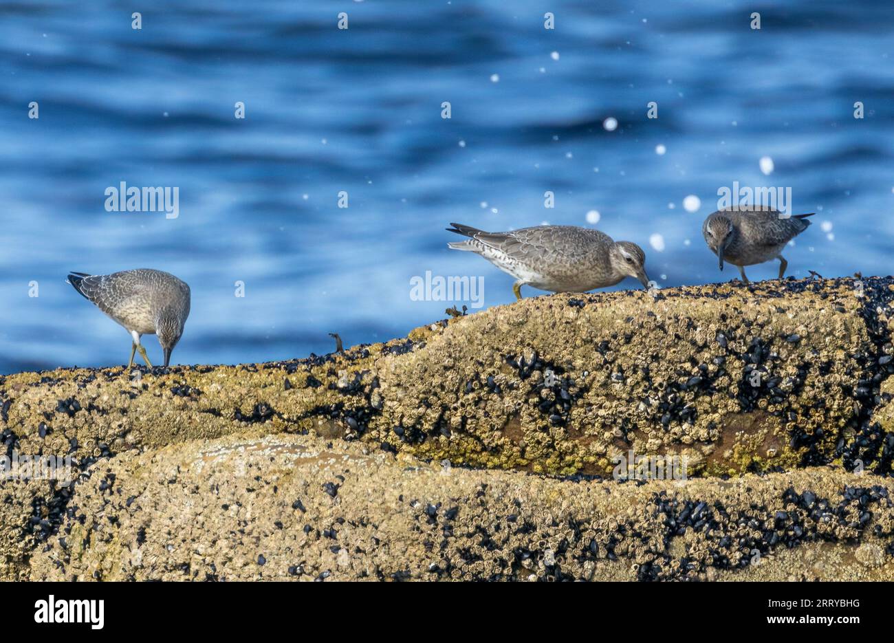 Red knot shore birds foraging on shell encrusted rocks at the side of ...