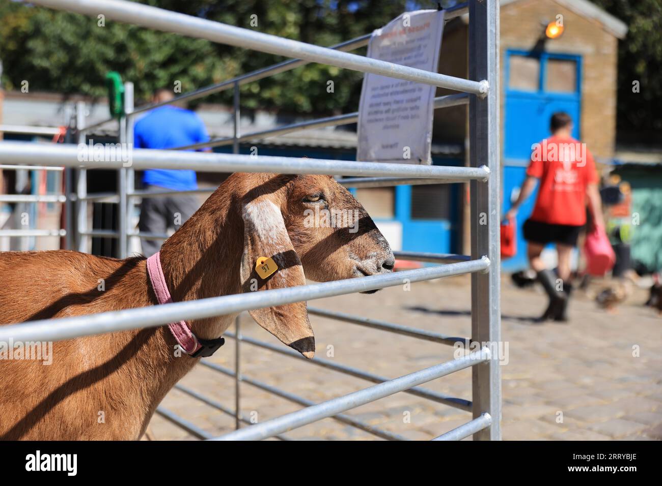 Hackney City Farm, in east London, where locals can get up close and ...
