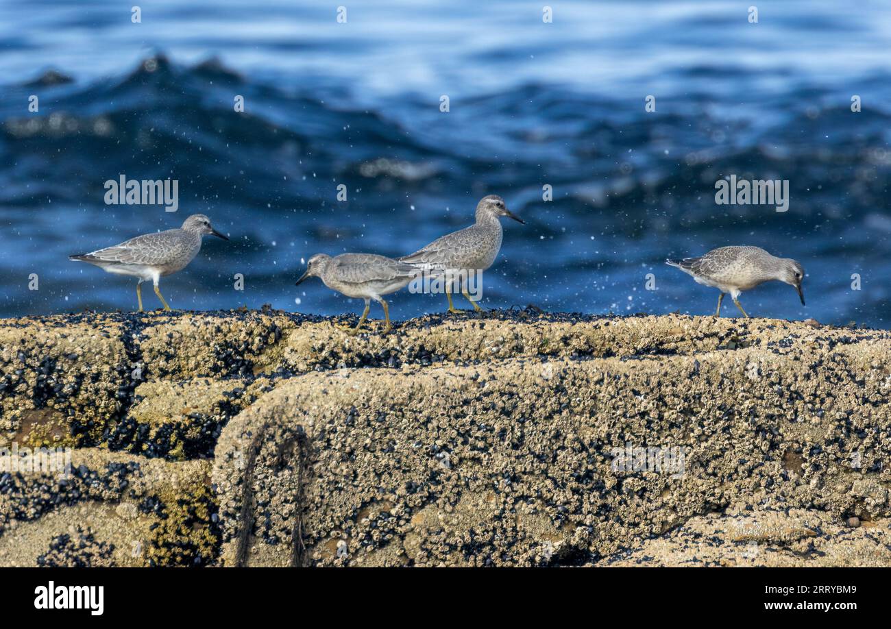 Red knot shore birds foraging on shell encrusted rocks at the side of ...