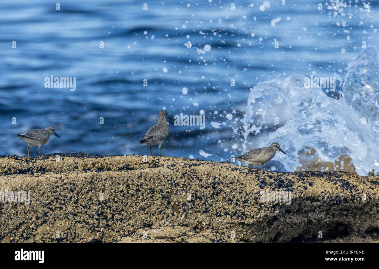 Red knot shore birds foraging on shell encrusted rocks at the side of ...