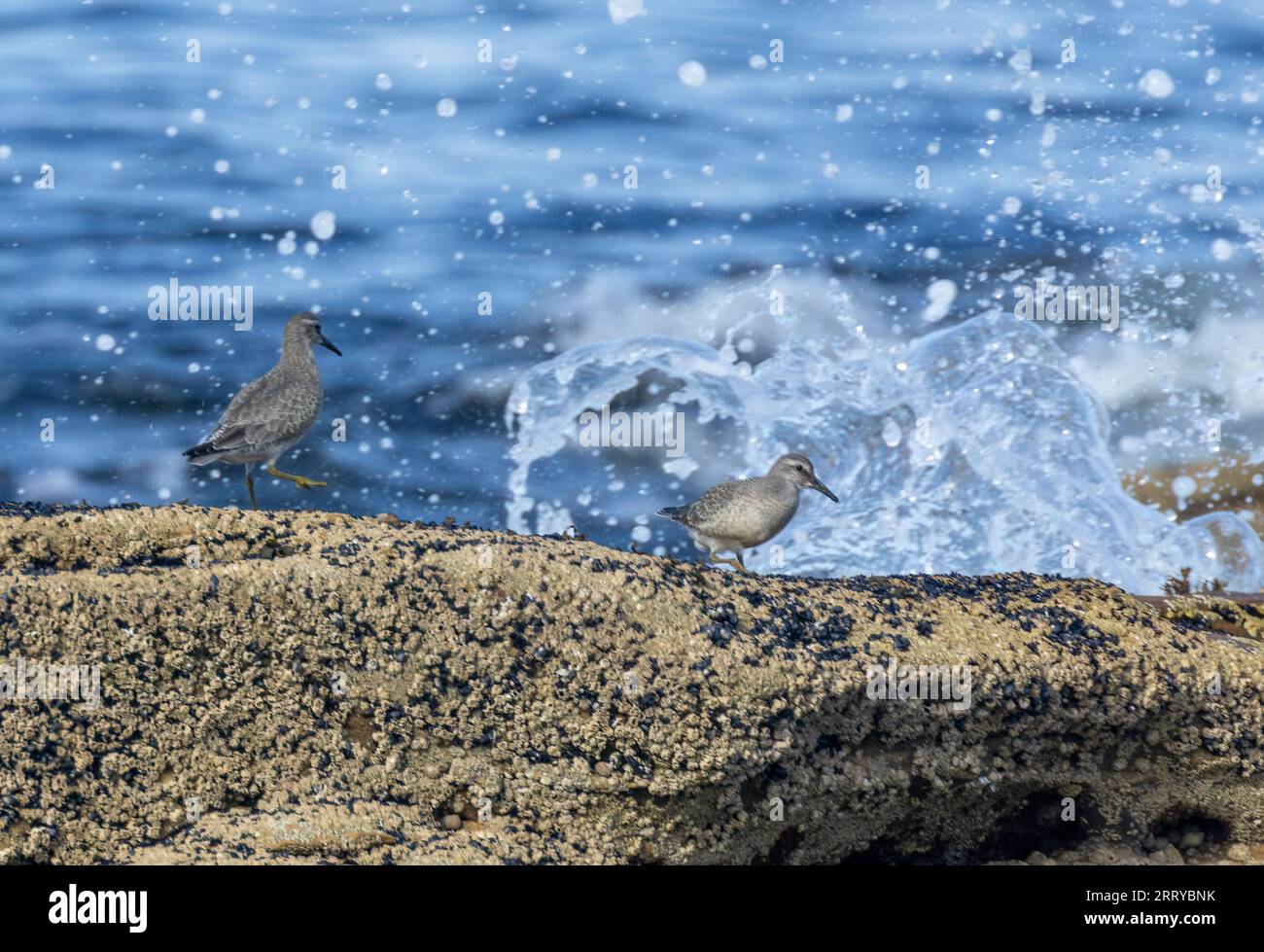 Red knot shore birds foraging on shell encrusted rocks at the side of ...