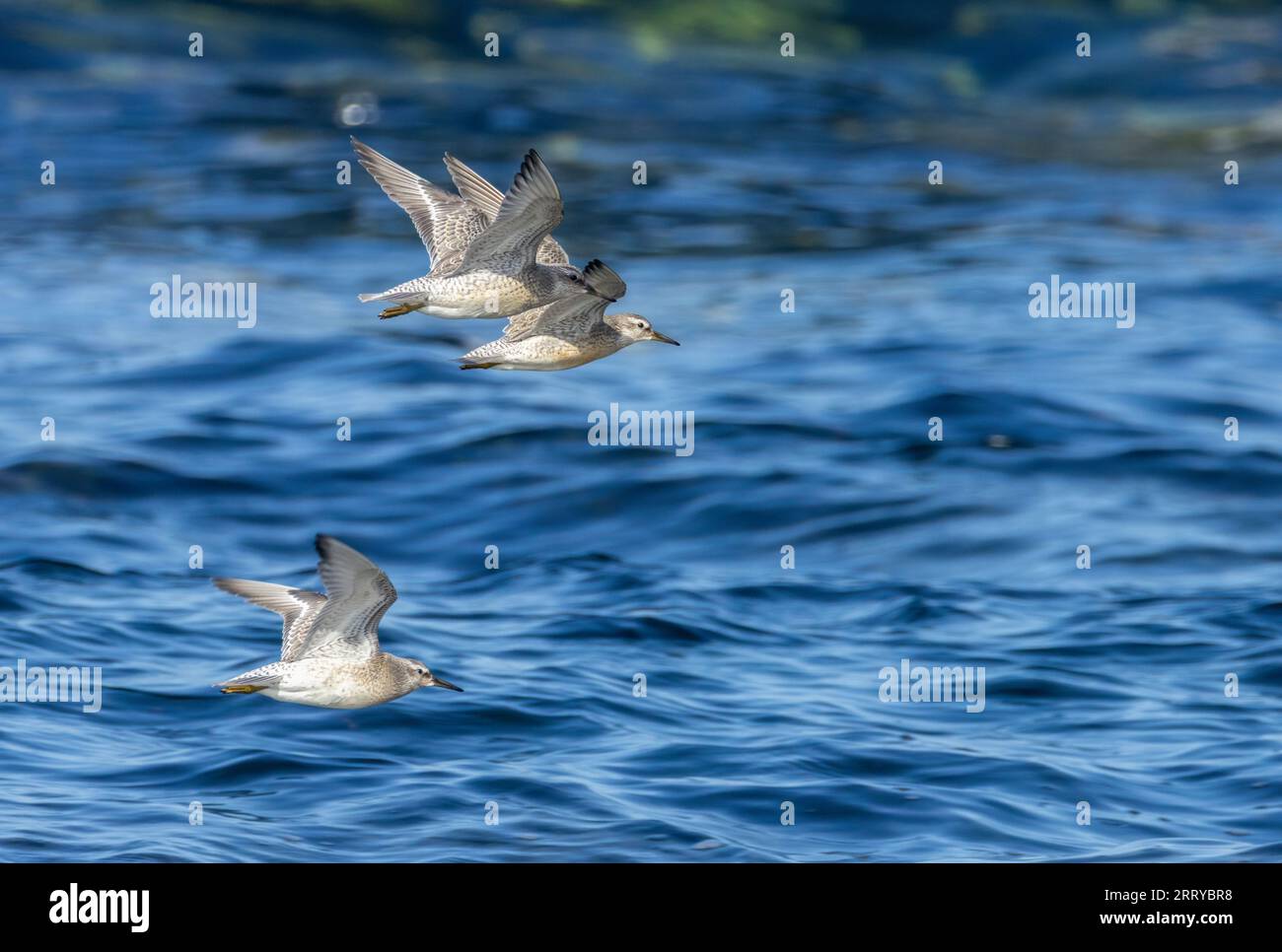 Red Knot shore birds flying over the blue sea with wings out along the ...