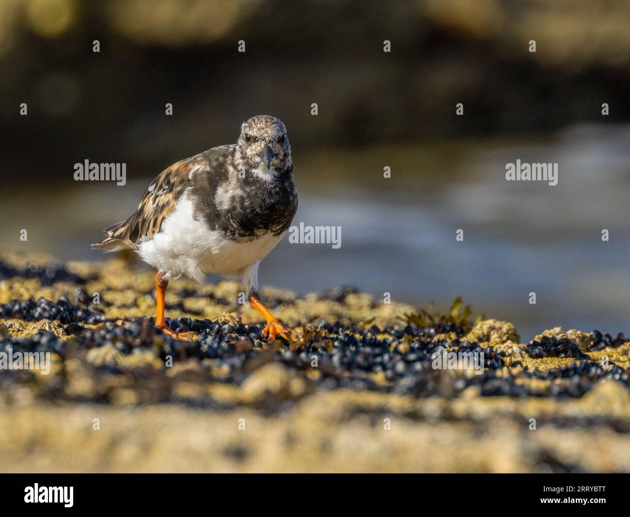 Turnstone shore bird in the sunshine with plumage like camouflage ...