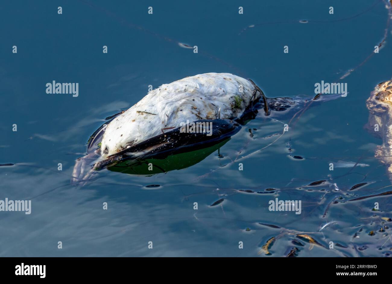 Dead bird, dead guillemot floating in the harbour, a victim of bird flu ...