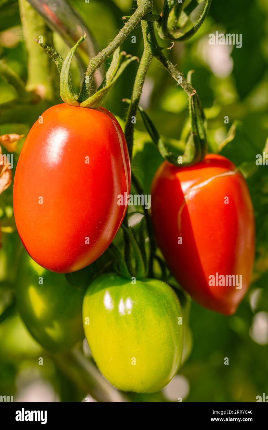 Delicious Red Tomato Ready To Harvest In Our Garden Stock Photo - Alamy