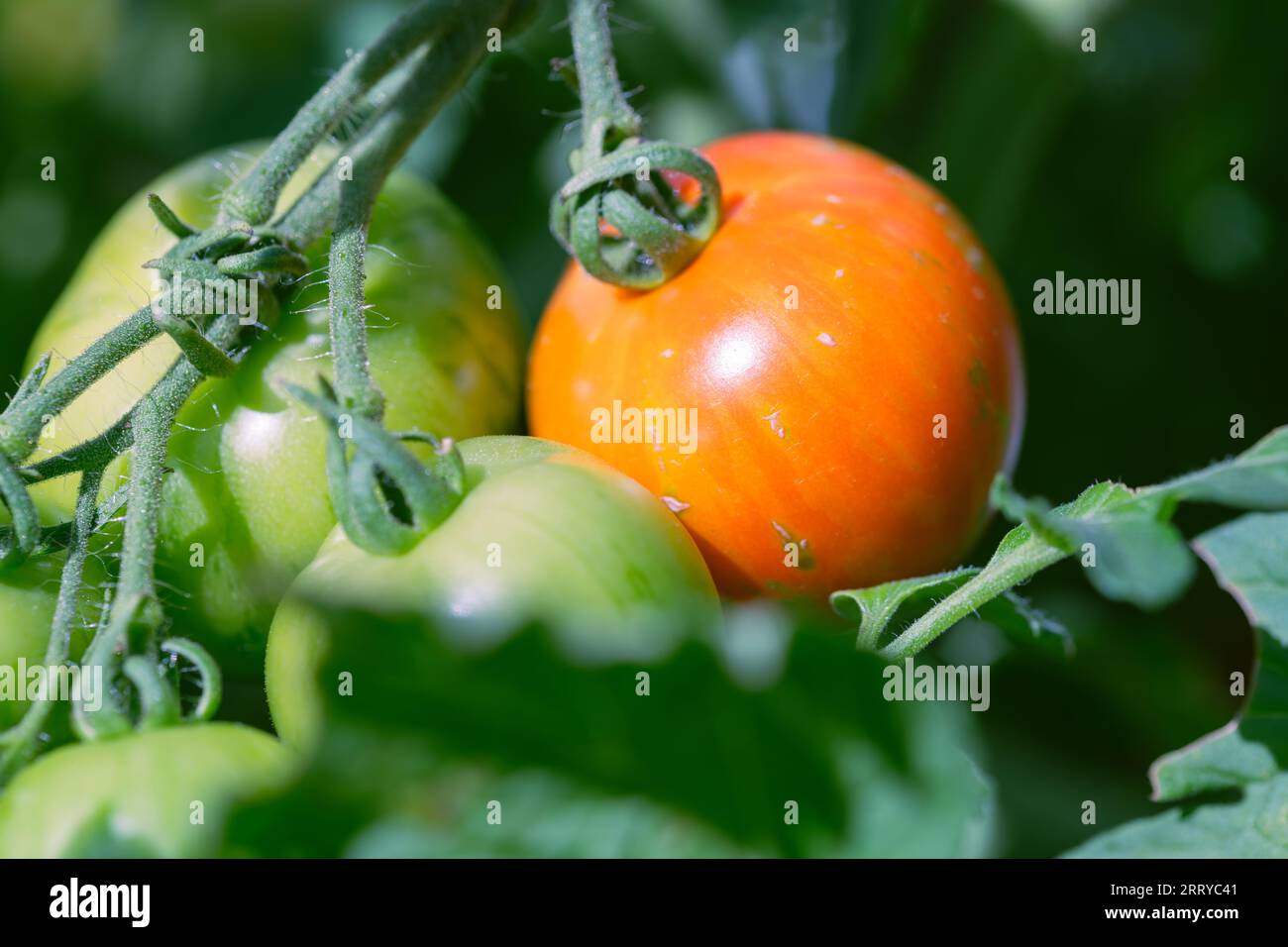 Delicious Yellow Striped Tomato - Variety Tigrette Cherry Yellow Stock ...