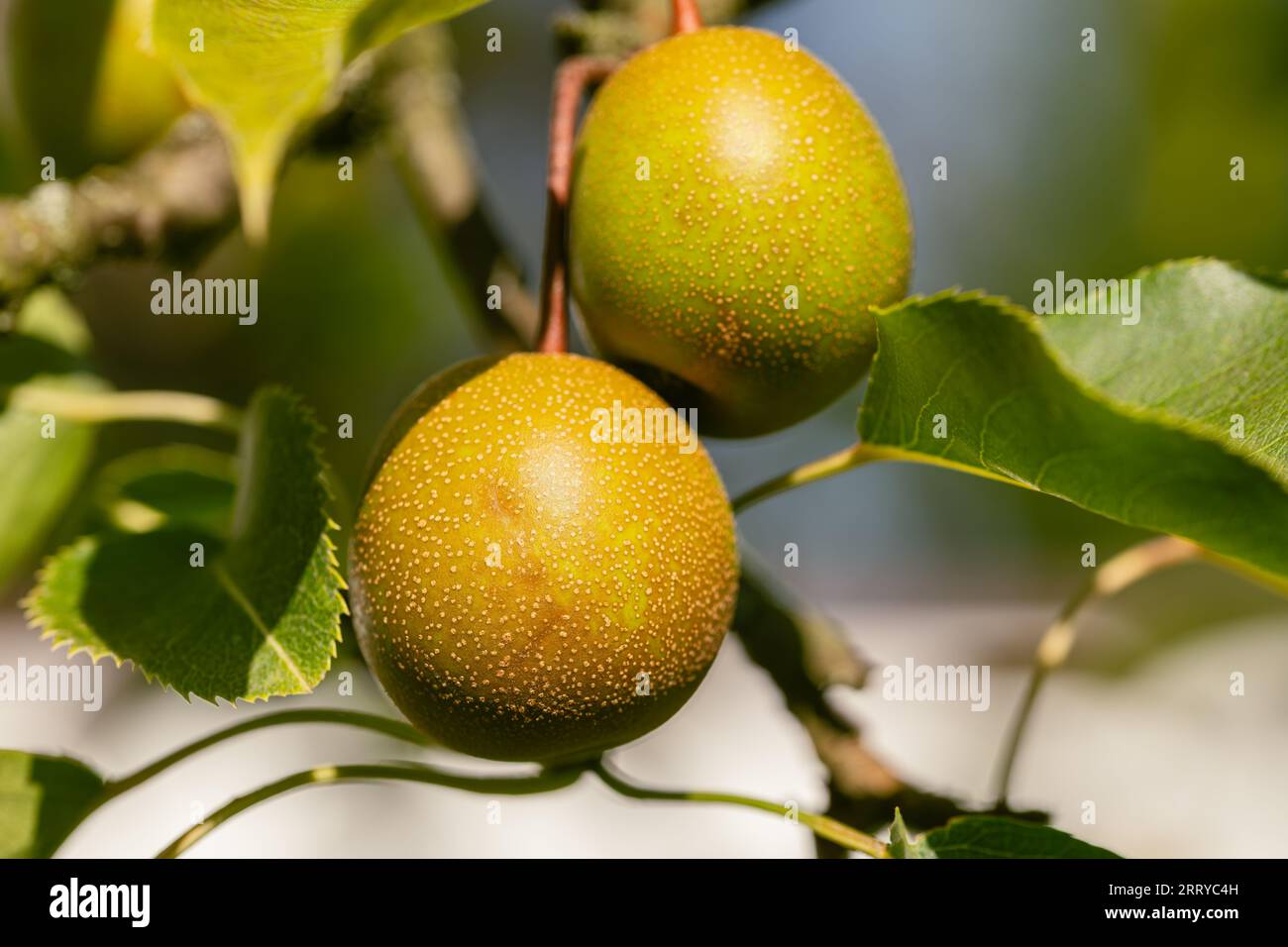 Two Small Nashi Pears Not Yet Ready For Harvesting Stock Photo - Alamy