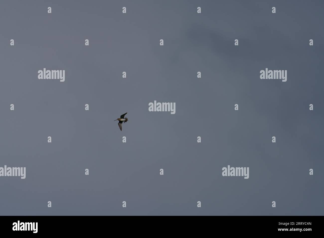 Gallinago gallinago Family Scolopacidae Genus Gallinago Common snipe ...