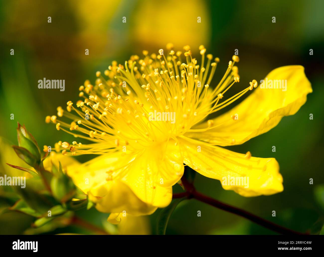 St Johns Wort (Hypericaceae), five obovate petals, five shorter sepals ...