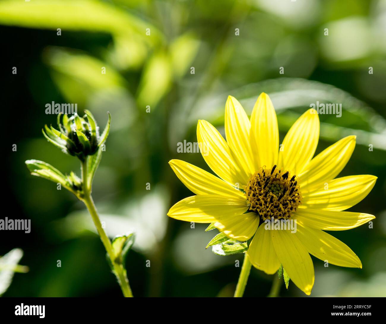 Helianthus lemon queen garden hi-res stock photography and images - Alamy