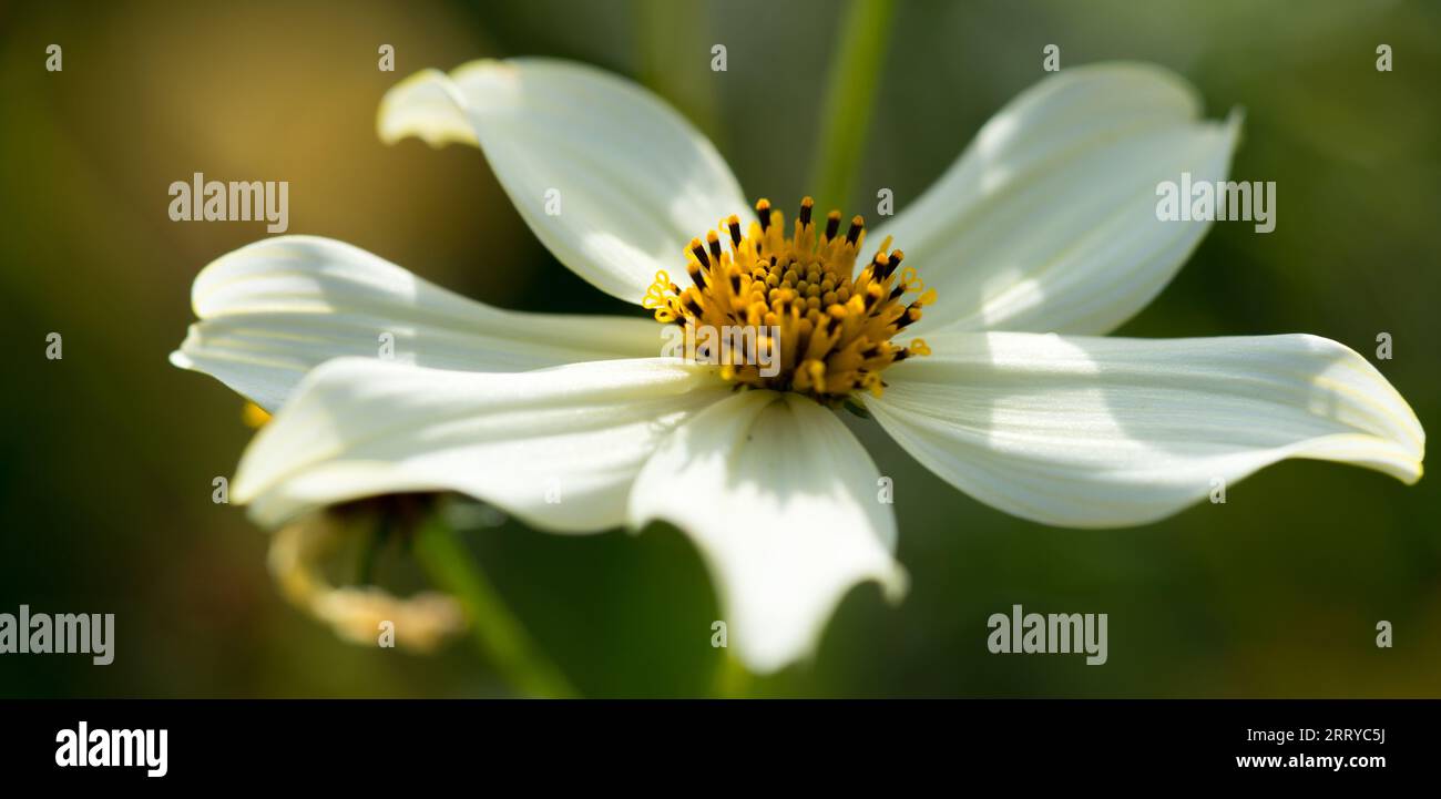 Bidens bidens aurea hi-res stock photography and images - Alamy