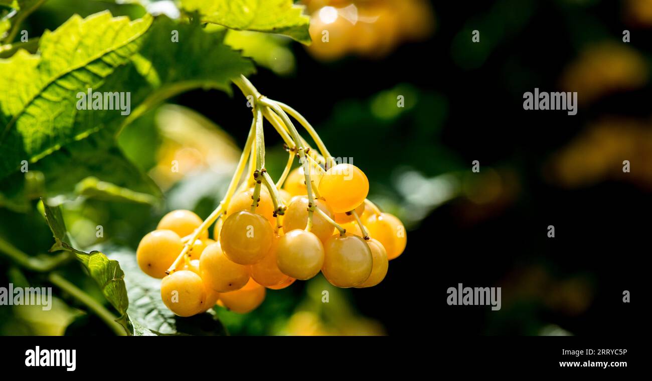 Viburnum Xanthocarpum, European Cranberry Stock Photo - Alamy