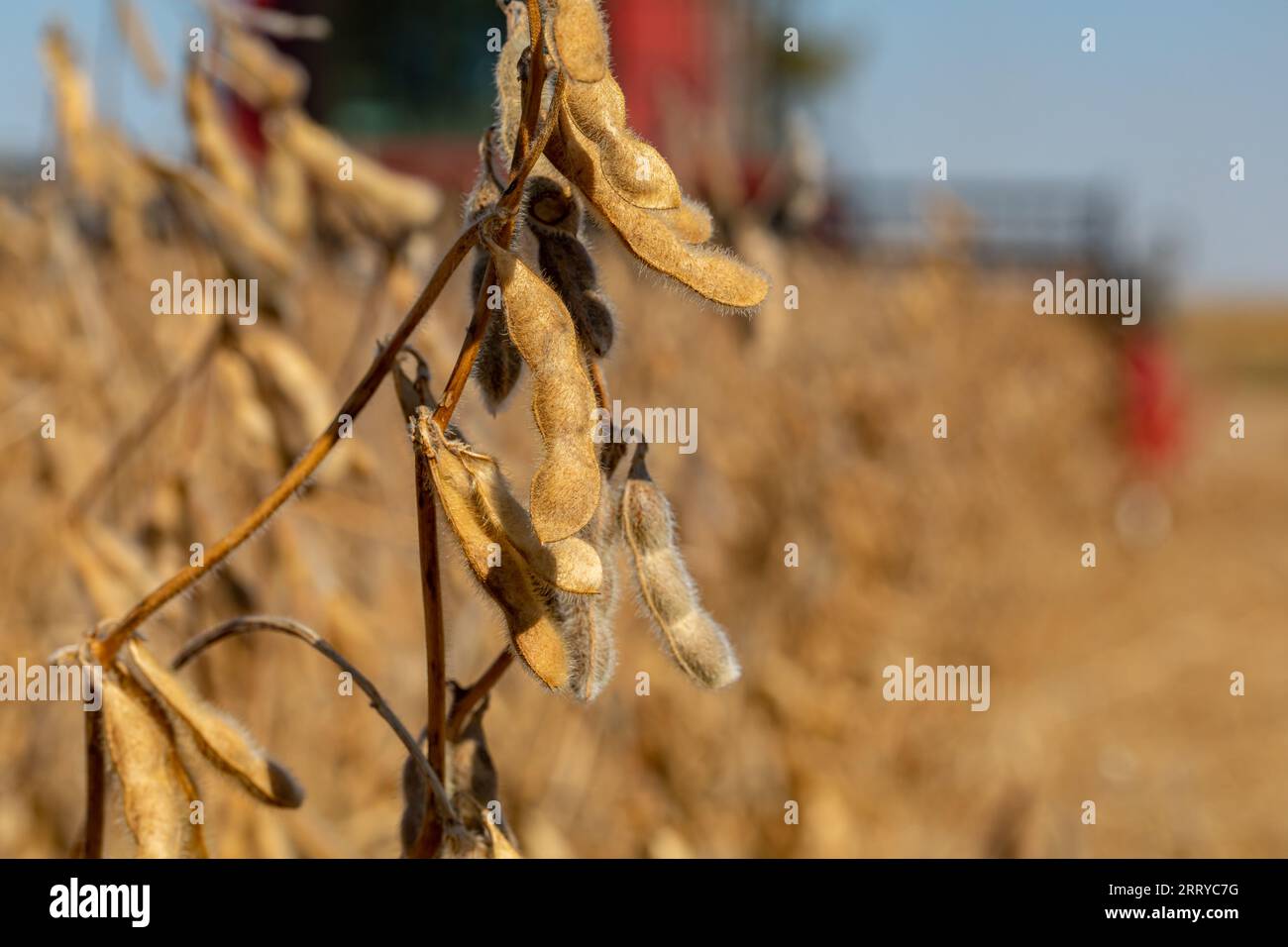 Closeup of soybean pod on stem in field during harvest with combine ...
