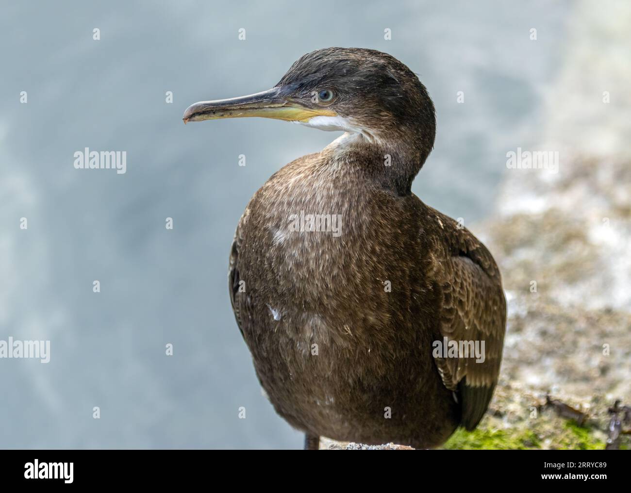 Shag, large seabird, close up with beak and eye portrait with natural ...