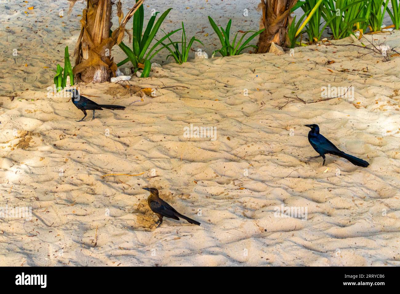 Great-Tailed Grackle Quiscalus mexicanus male female bird birds walking ...