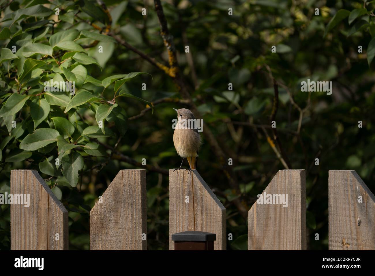 Phoenicurus ochruros Family Muscicapidae Genus Phoenicurus Black ...