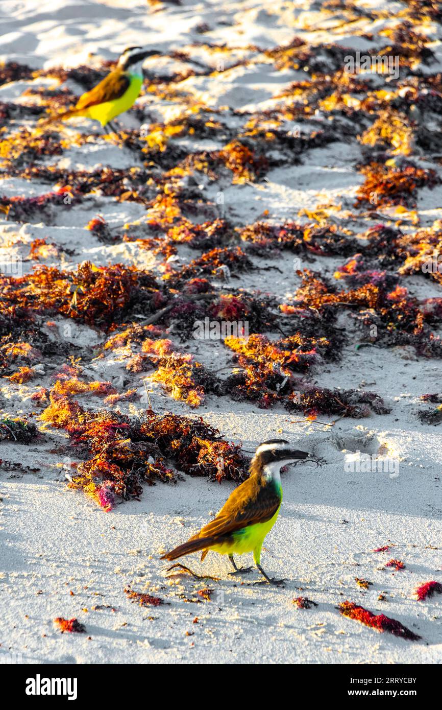 Great Kiskadee yellow brown male female bird birds eating disgusting ...