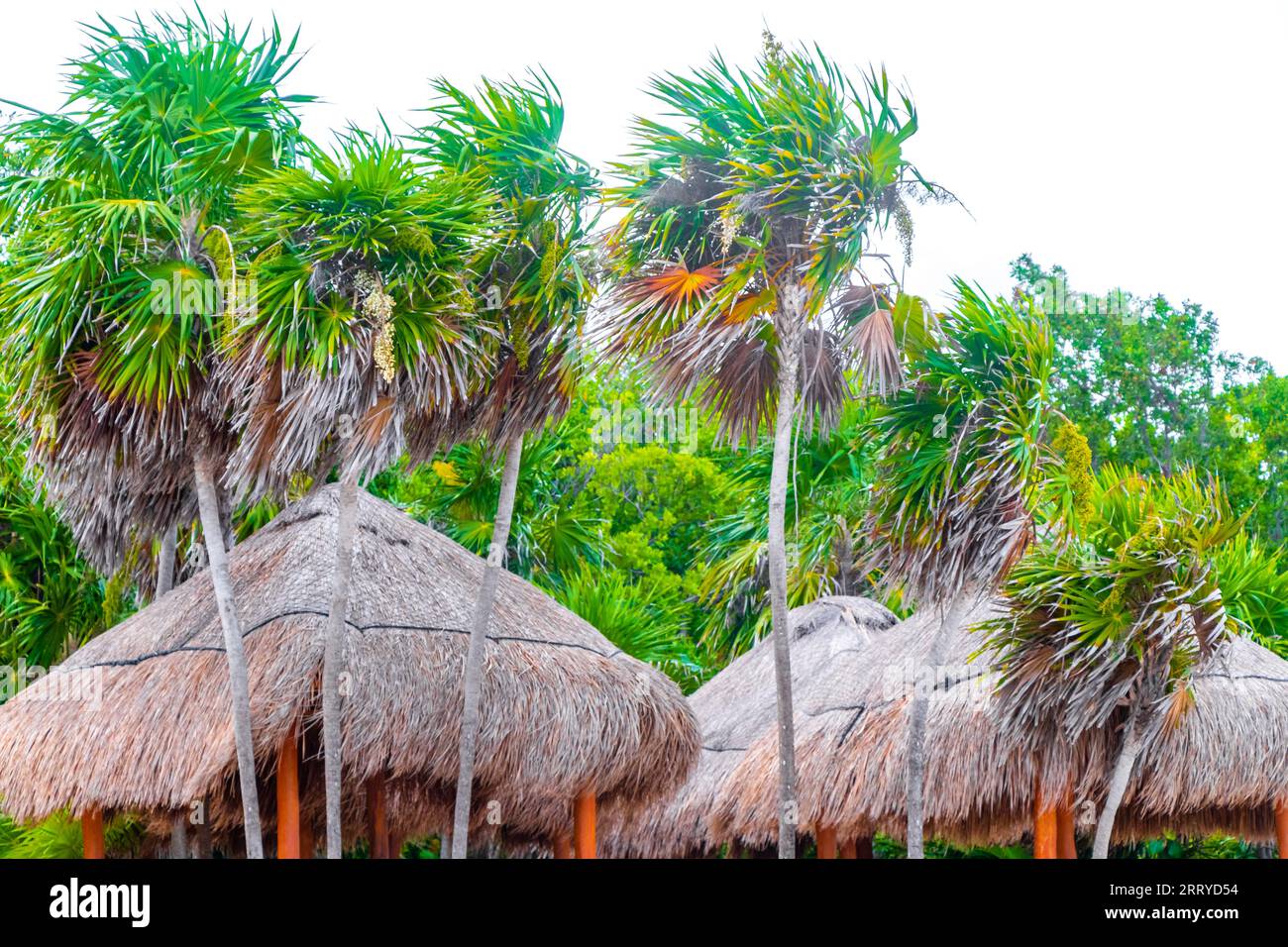 Palapa thatched roofs palm trees parasols umbrellas and sun loungers at ...