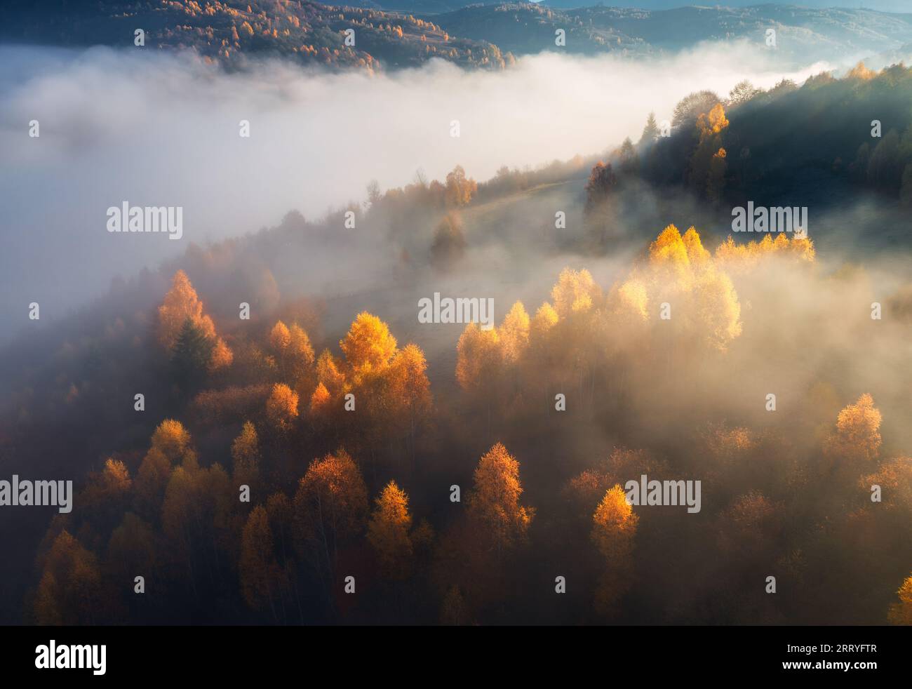 Low mountain forest hi-res stock photography and images - Alamy
