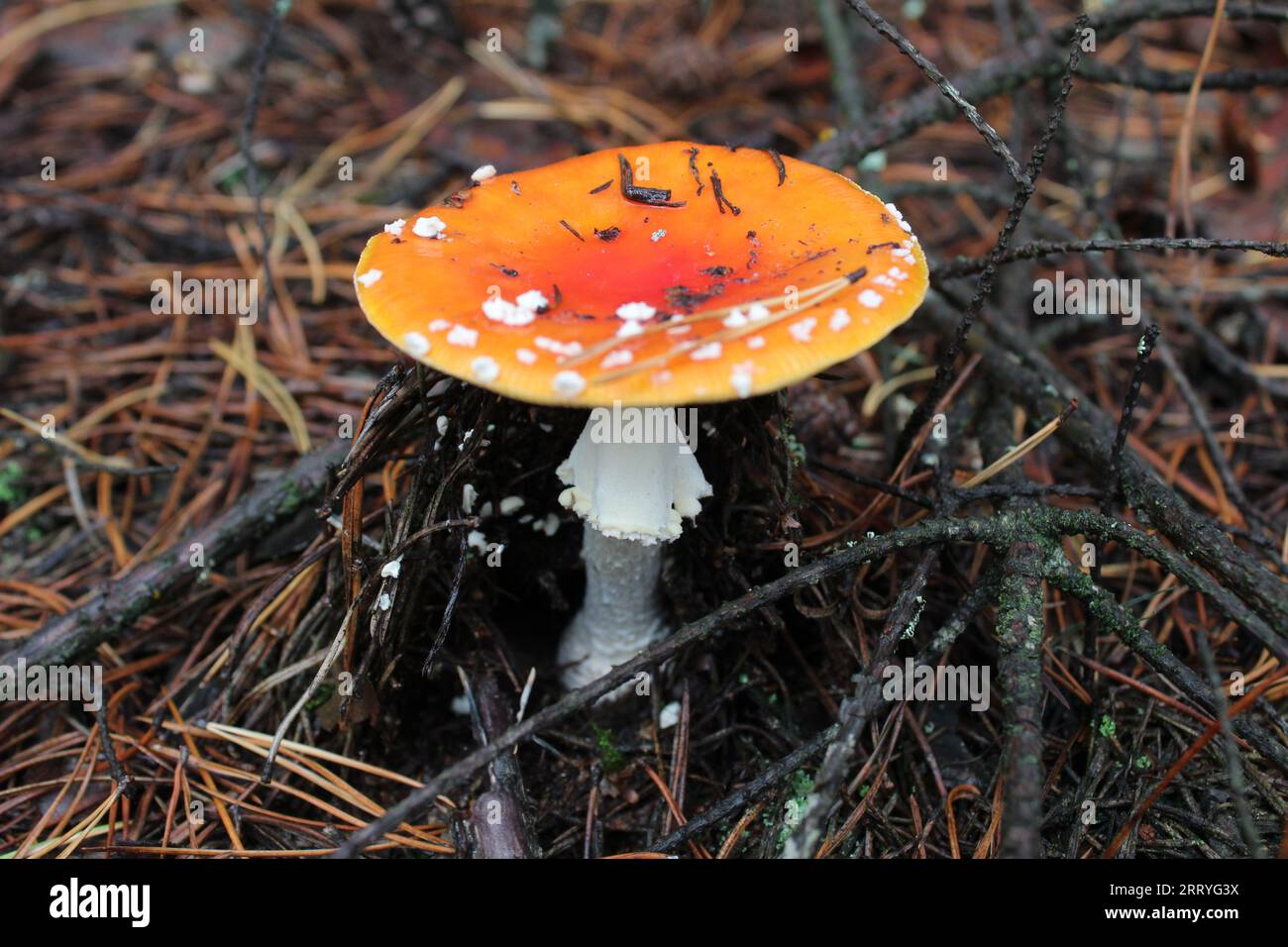 Orange red mushroom amanita toadstool Poisonous mushroom grows in the ...