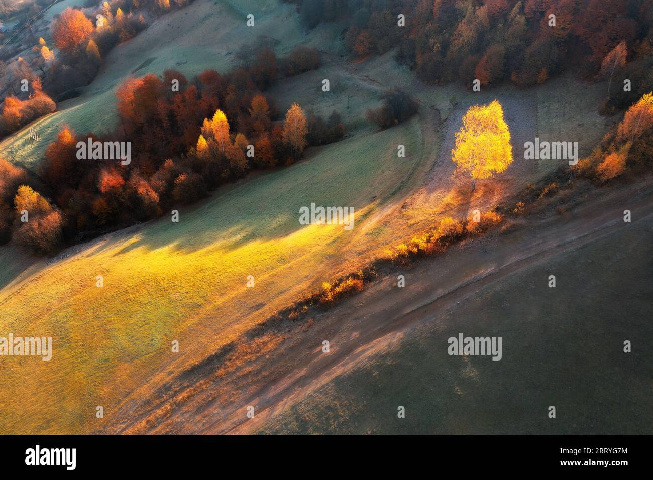 Aerial view of beautiful orange trees on the hill in mountains Stock ...