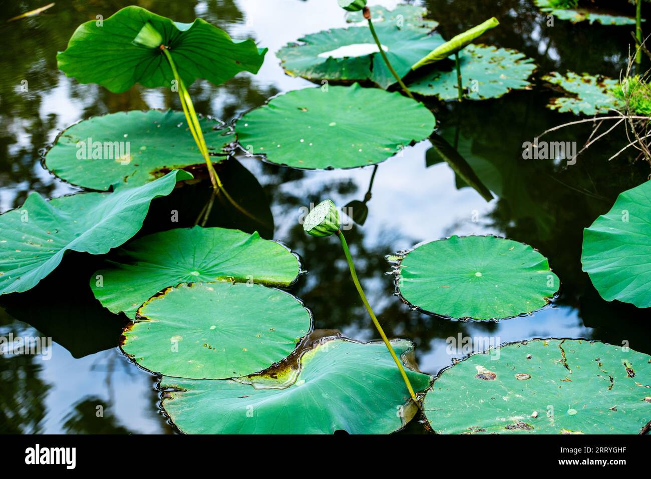 Big lotus leaves hi-res stock photography and images - Alamy