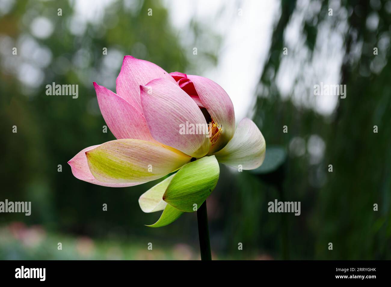 lotus flower. Close up of a pink lotus flower. In Buddhist symbolism ...