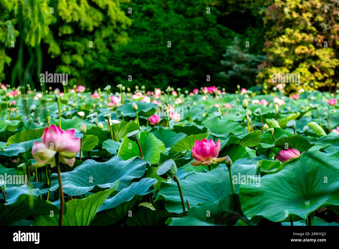 Lotus Flower Close Up Of A Pink Lotus Flower In Buddhist Symbolism The Lotus Represents