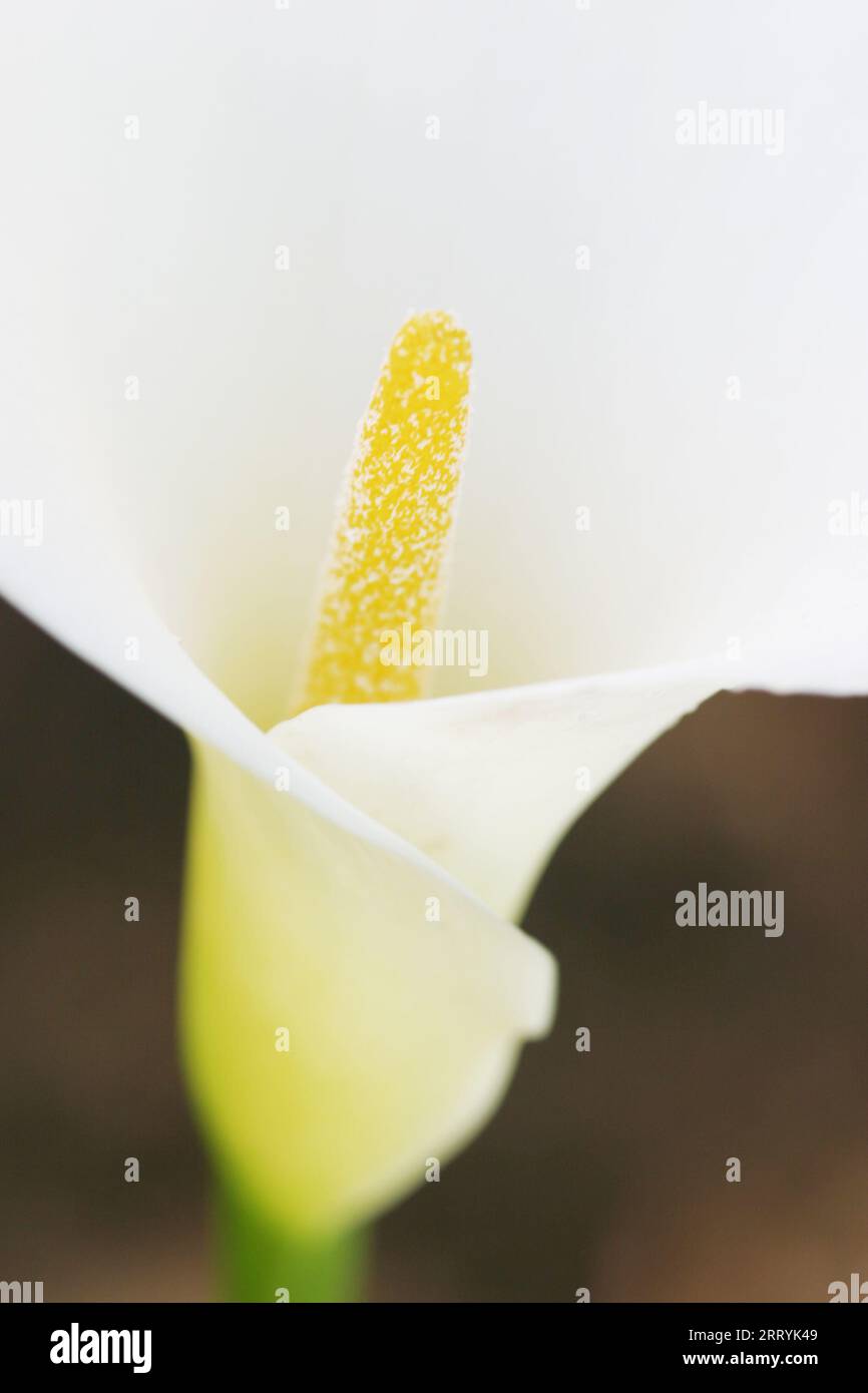 Magnoliophyta class hi-res stock photography and images - Alamy