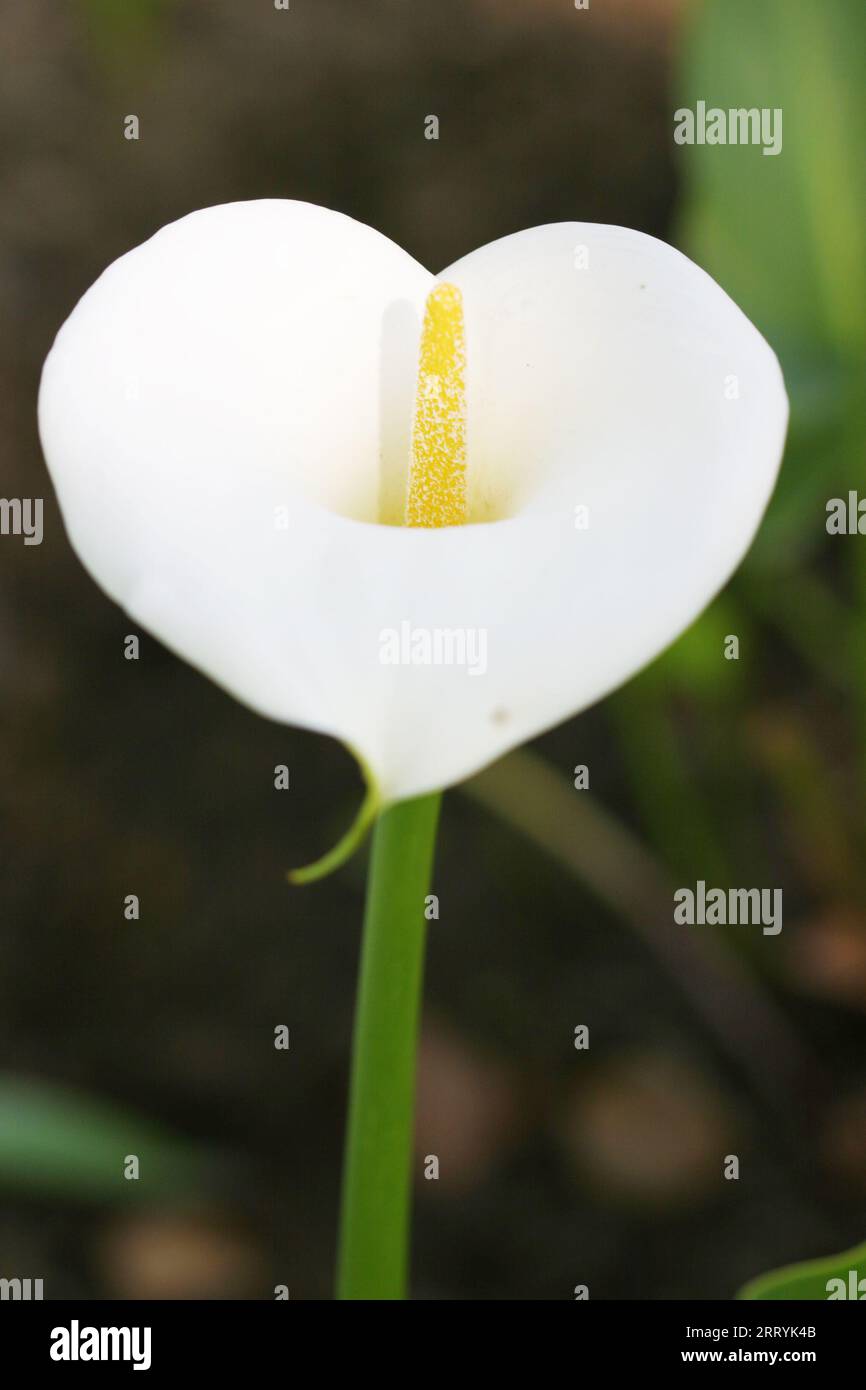 Z aethiopica species hi-res stock photography and images - Alamy