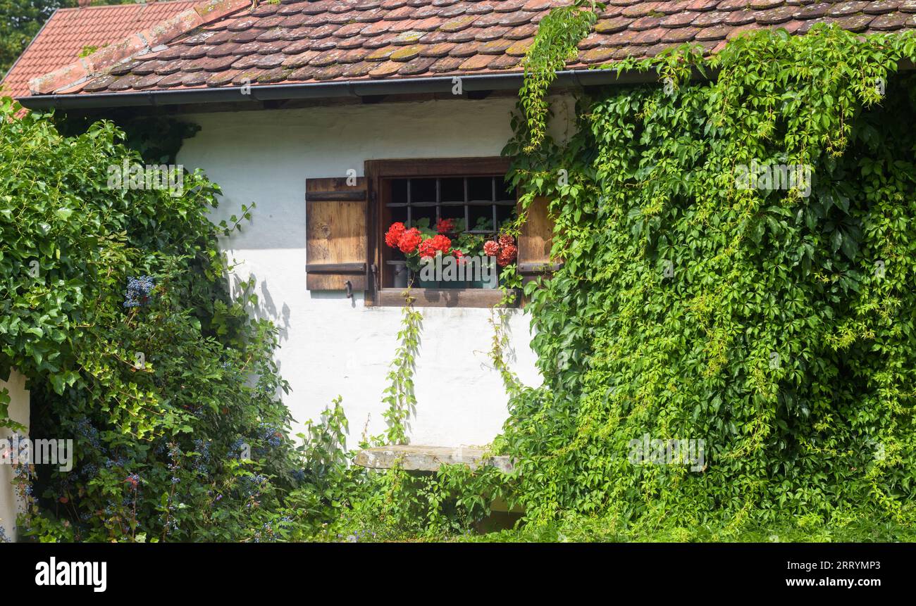 Old house overgrown with climbing plants in Germany, Europe. Scenery of ...