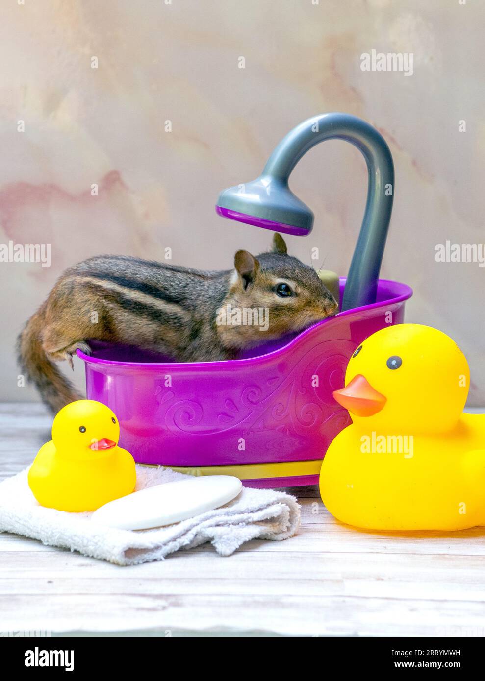 Furry chipmunk plays in a purple bathtub, with a pair of rubber ducks ...