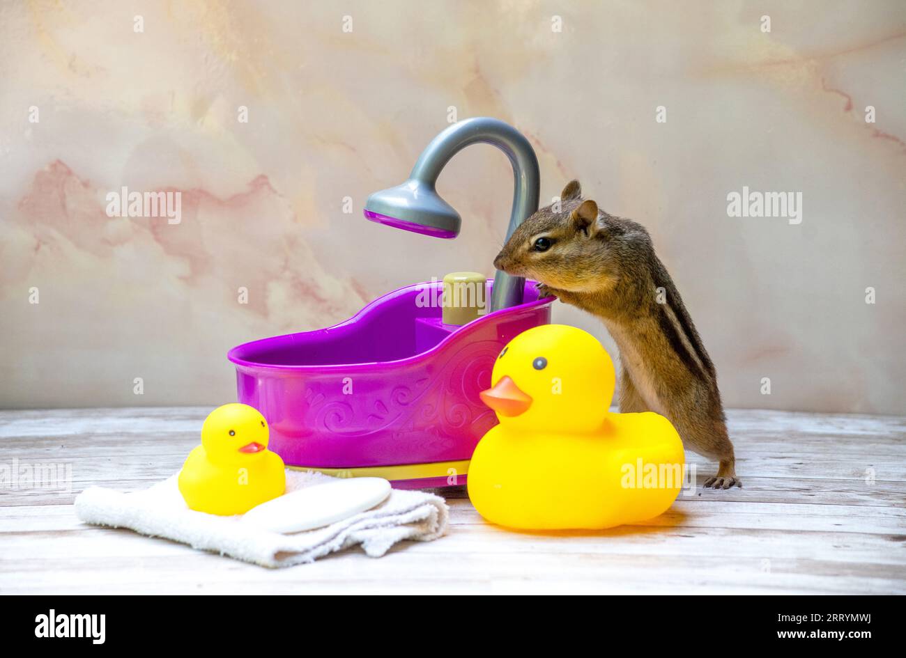 Curious chipmunk examines a cute purple bathtub and shower as a pair of ...
