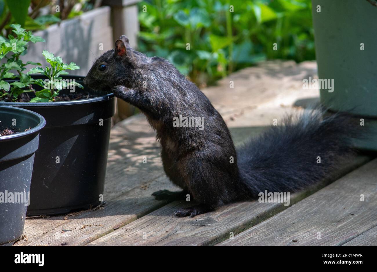 Curious black squirrel checks out the potted plants on the deck ...