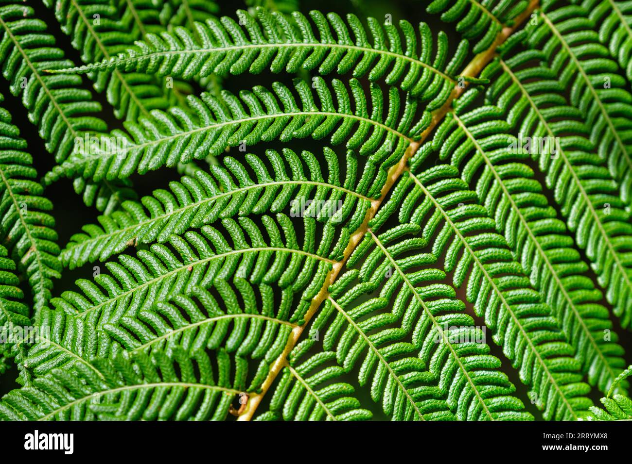 Australian tree fern sphaeropteris cooperi hi-res stock photography and ...