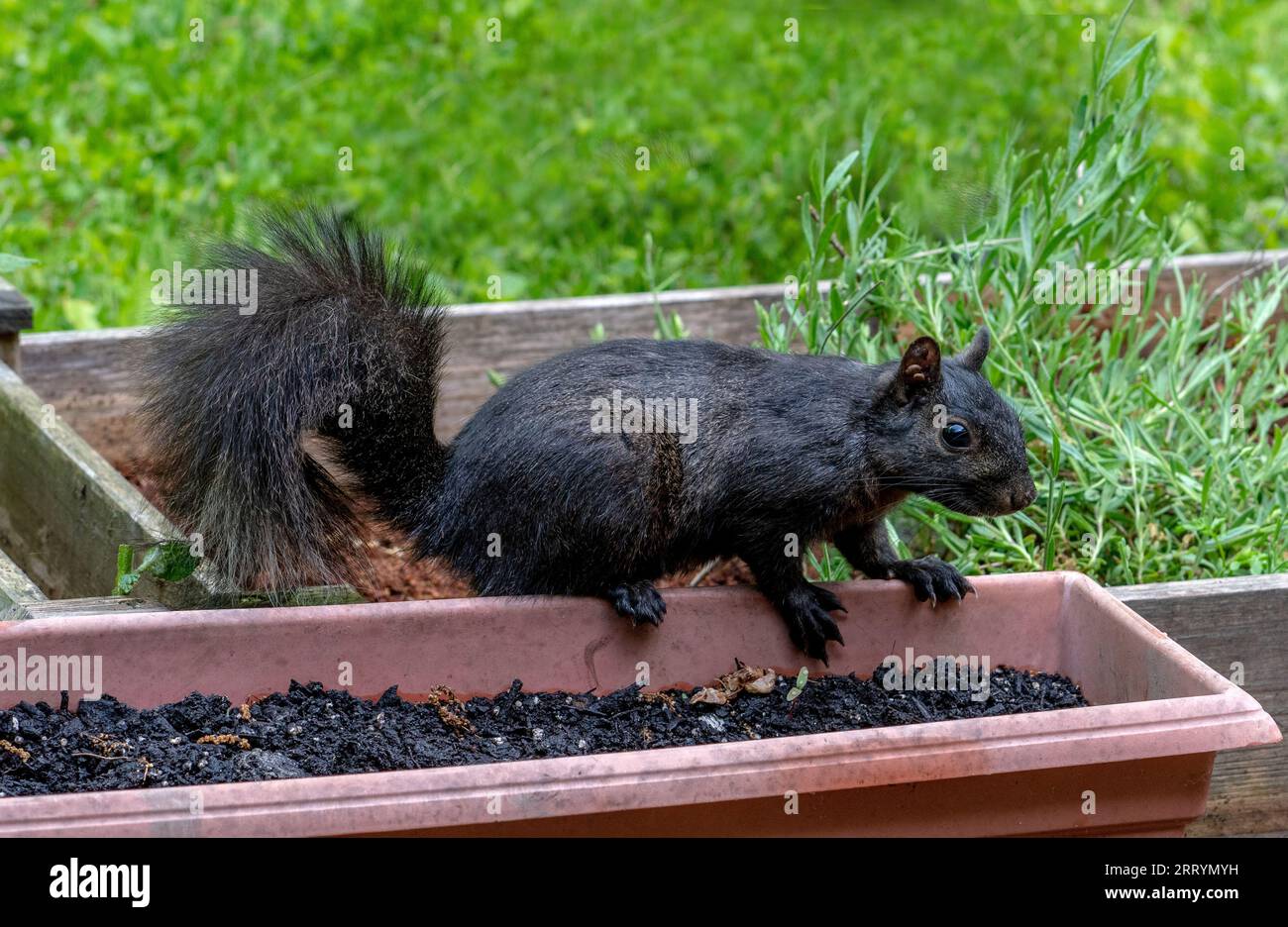 Wild black squirrel digs through freshly planted flower beds, looking ...