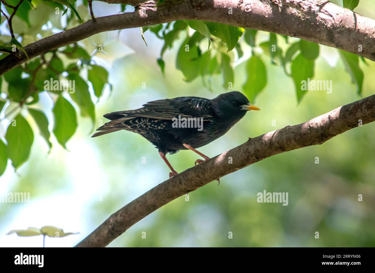 Common starling stands on a tree branch in my Michigan yard in the USA ...