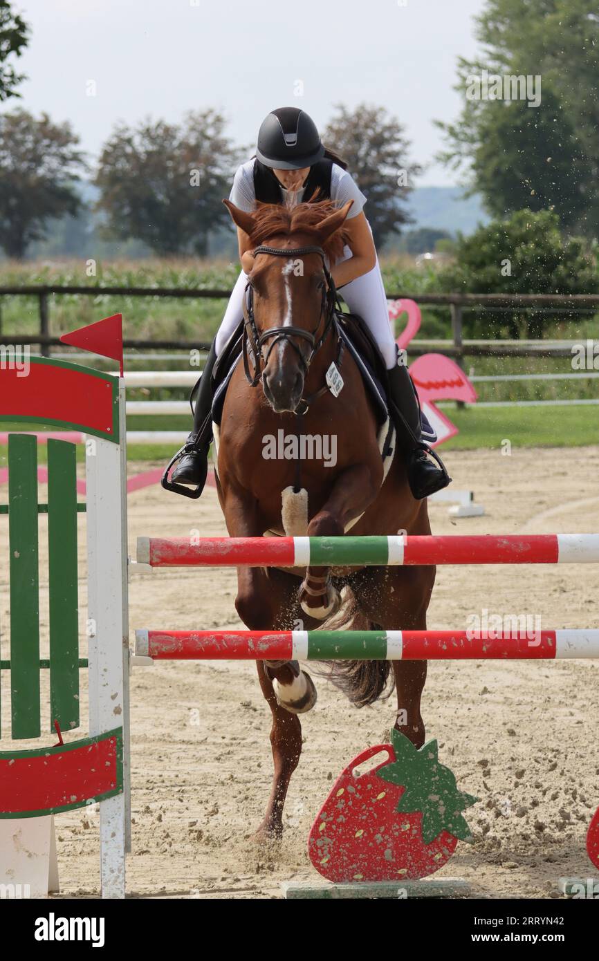 jumping horses in germany Stock Photo - Alamy