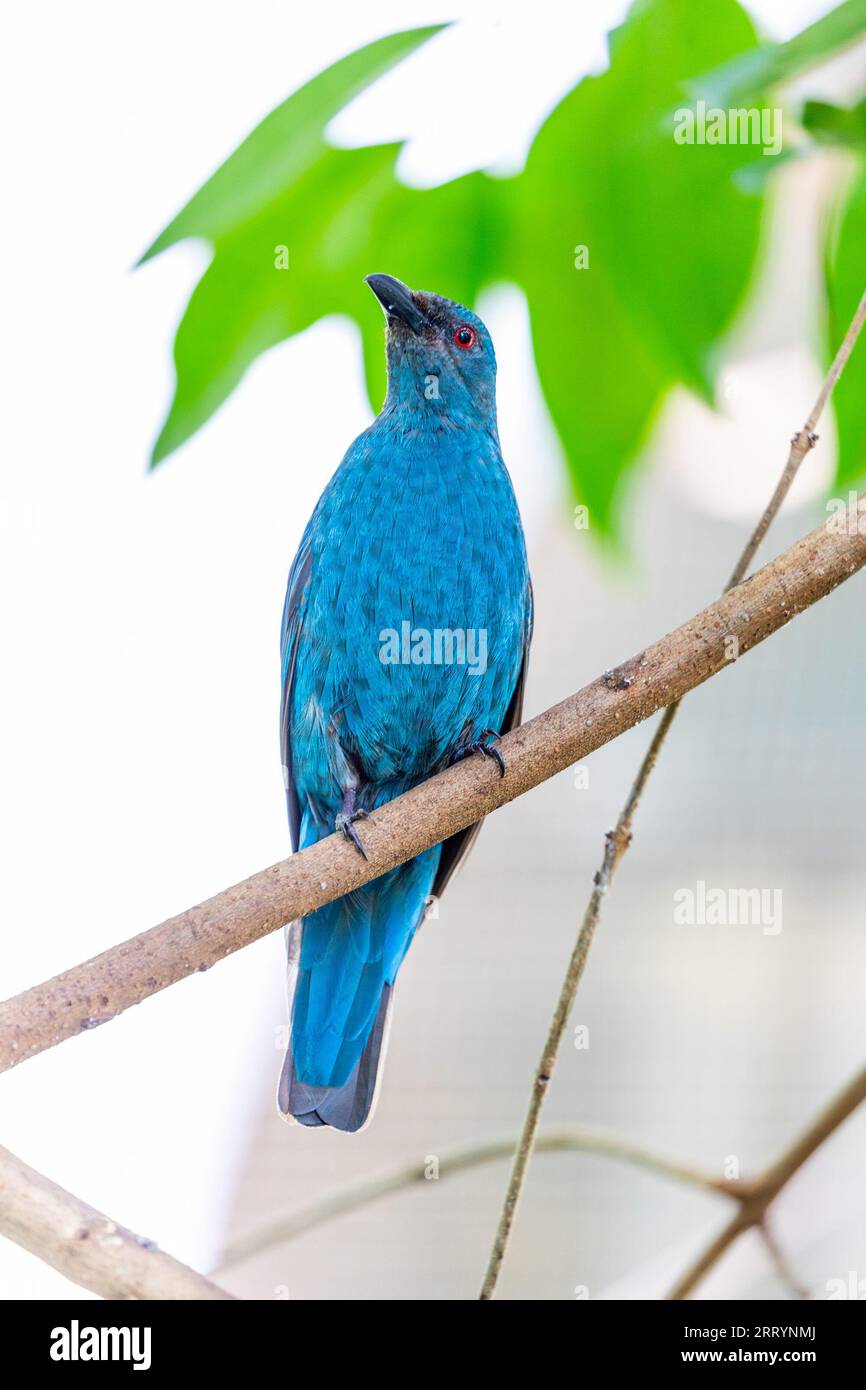Exquisite Asian Fairy-Bluebird, Irena puella, captured in the lush ...