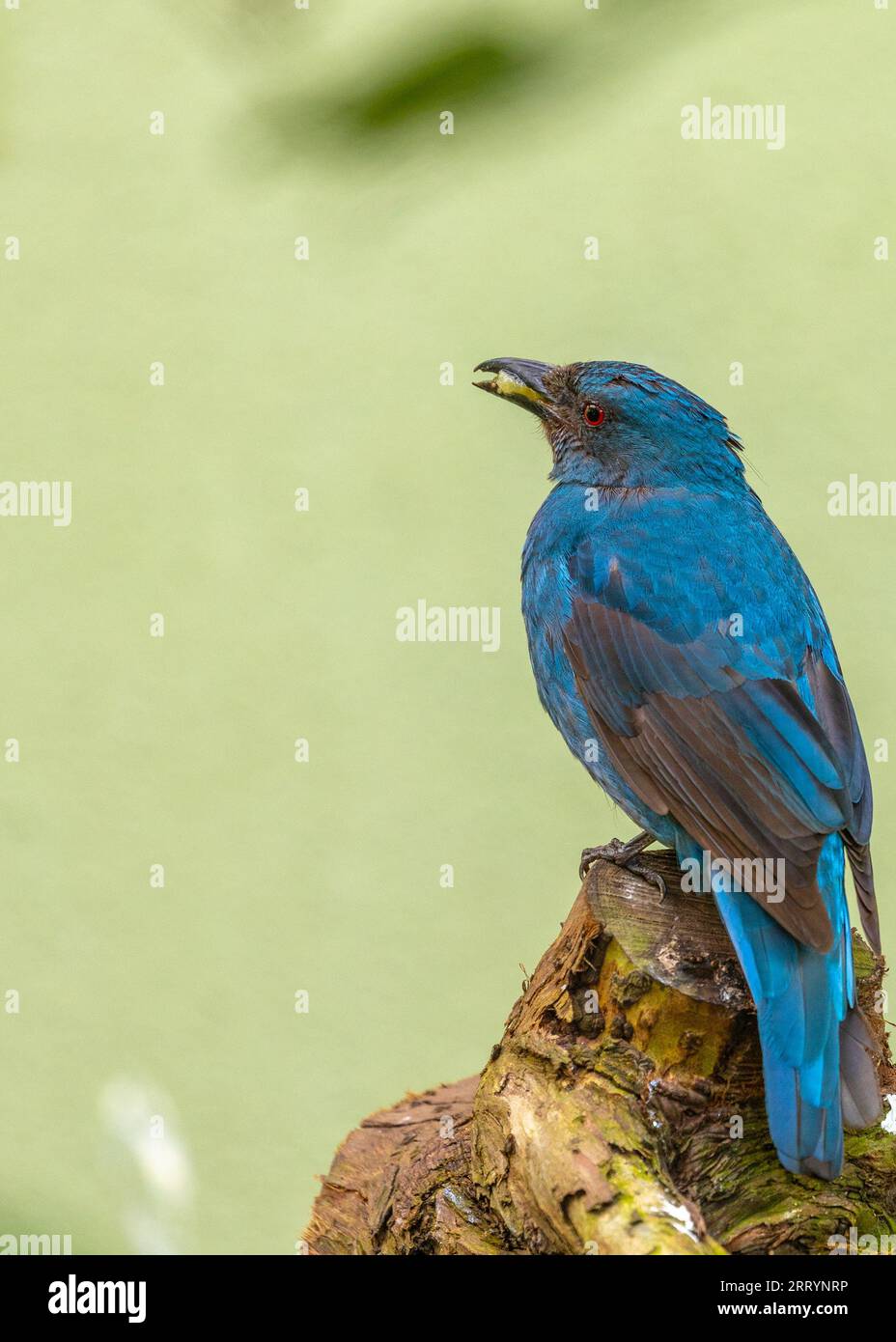 Exquisite Asian Fairy-Bluebird, Irena puella, captured in the lush ...