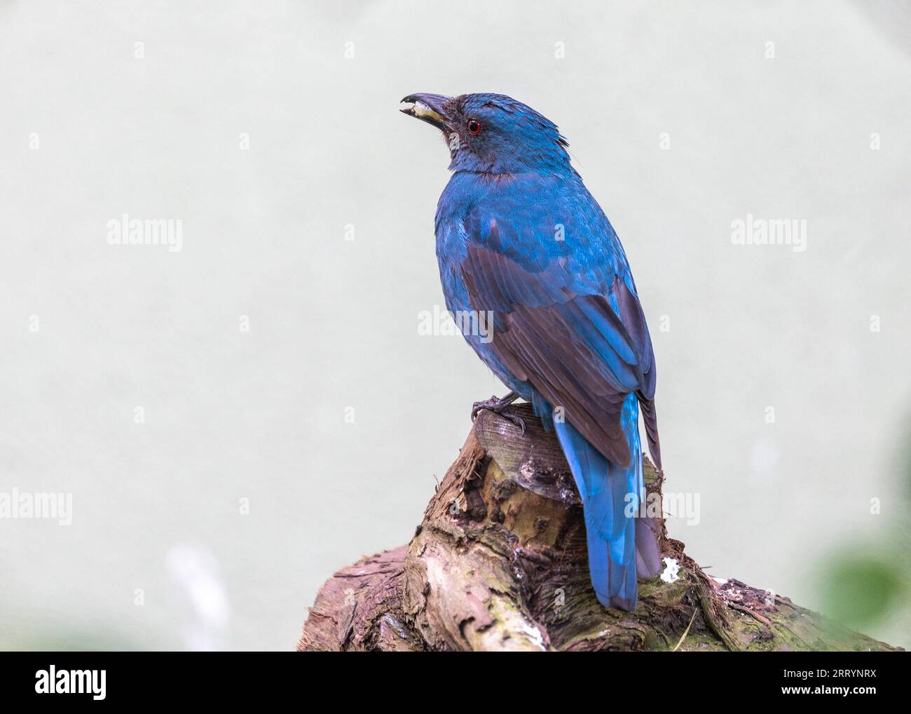 Exquisite Asian Fairy-Bluebird, Irena puella, captured in the lush ...