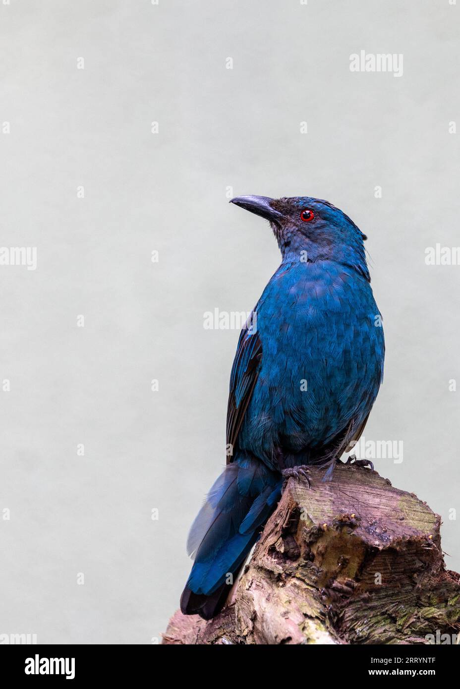 Exquisite Asian Fairy-Bluebird, Irena puella, captured in the lush ...