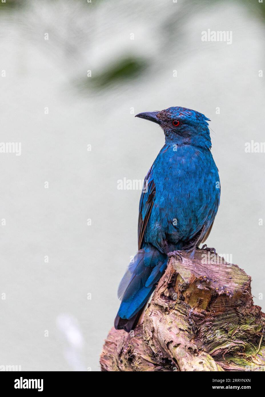Exquisite Asian Fairy-Bluebird, Irena puella, captured in the lush ...