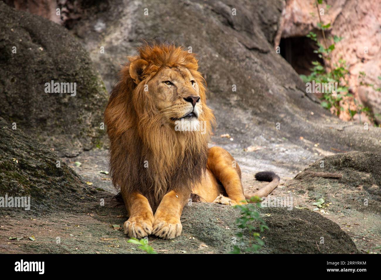 Majestic African Lion, Panthera leo, roams the African savannah ...